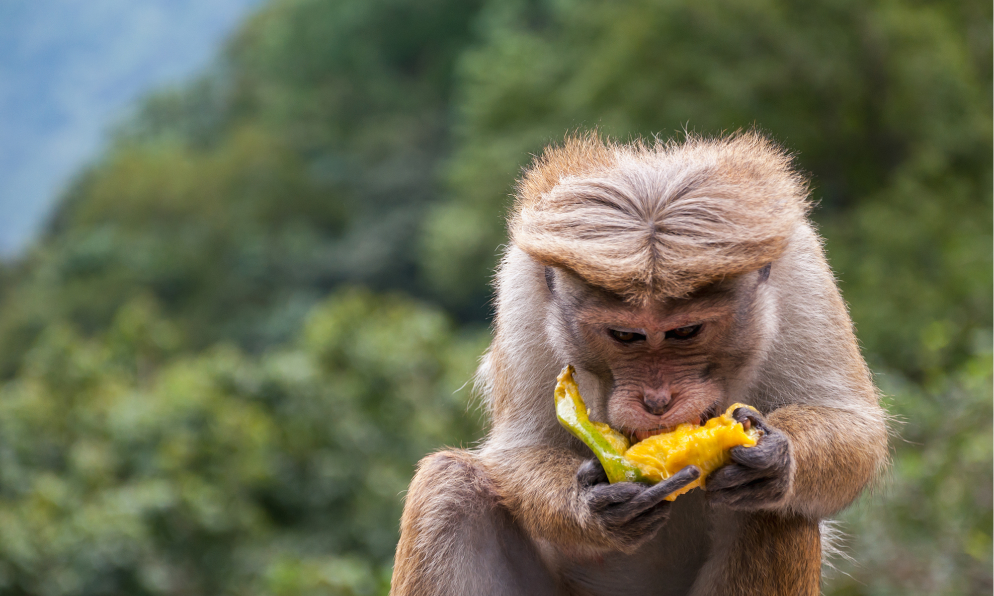 What's for Dinner? Monkey Meat. | ORBITER