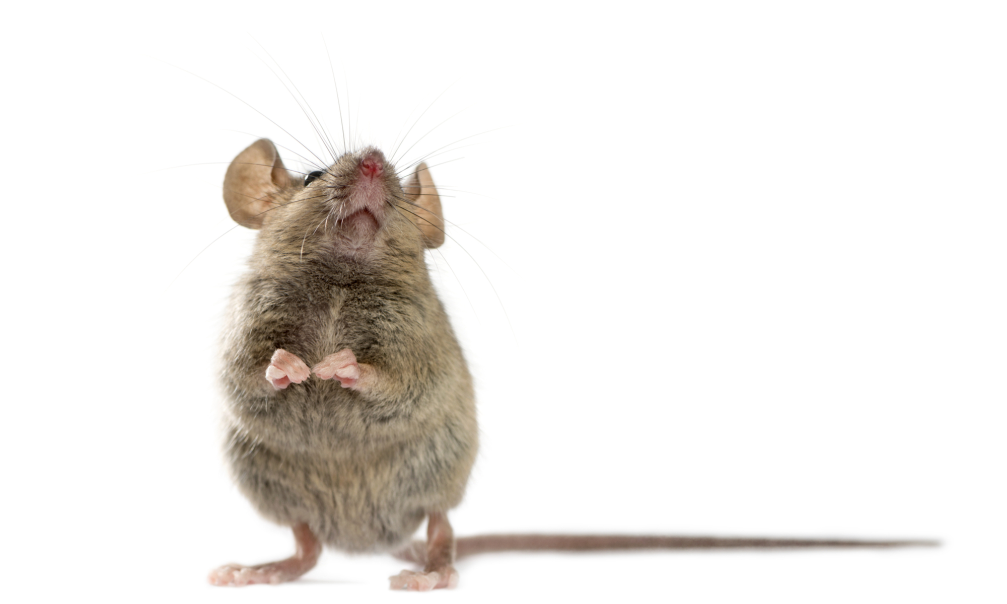 The Singing Mouse | ORBITER