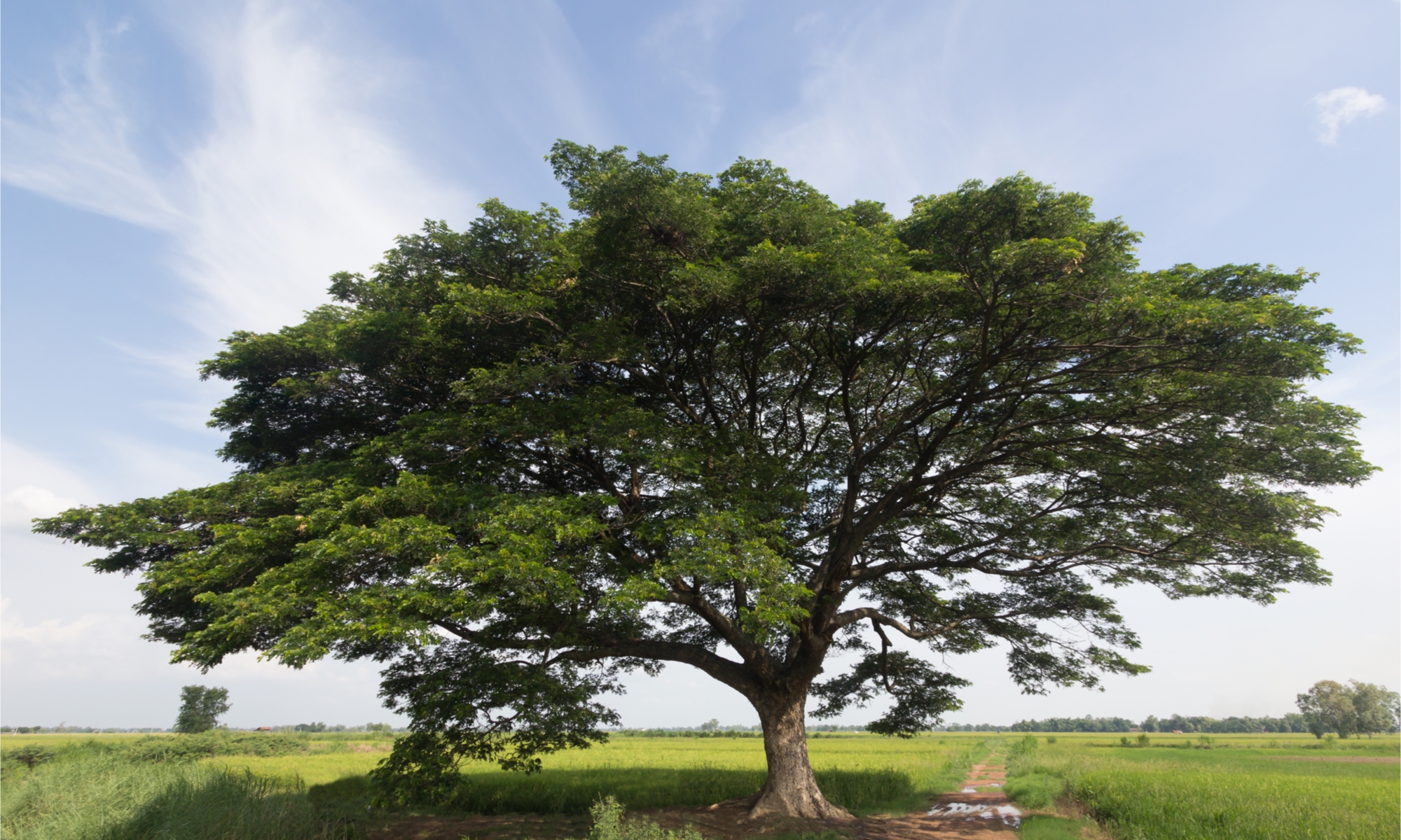 Our Tangled Branch | ORBITER